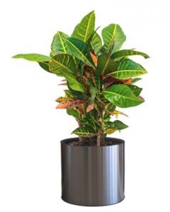 CROTON IN STEEL POT - 80 CM TOTAL HEIGHT - DAFFODILS PLANTS