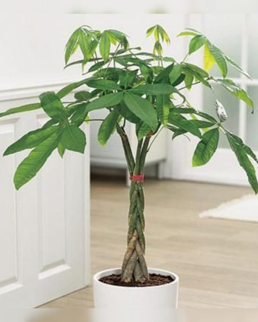 PACHIRA MONEY TREE POTTED 100 CM TOTAL HEIGHT - DAFFODILS PLANTS