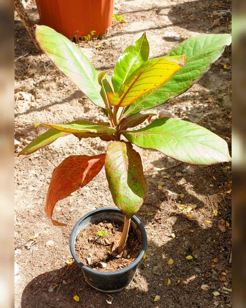 TERMINALIA KATTAPPA BADAM - DAFFODILS PLANTS