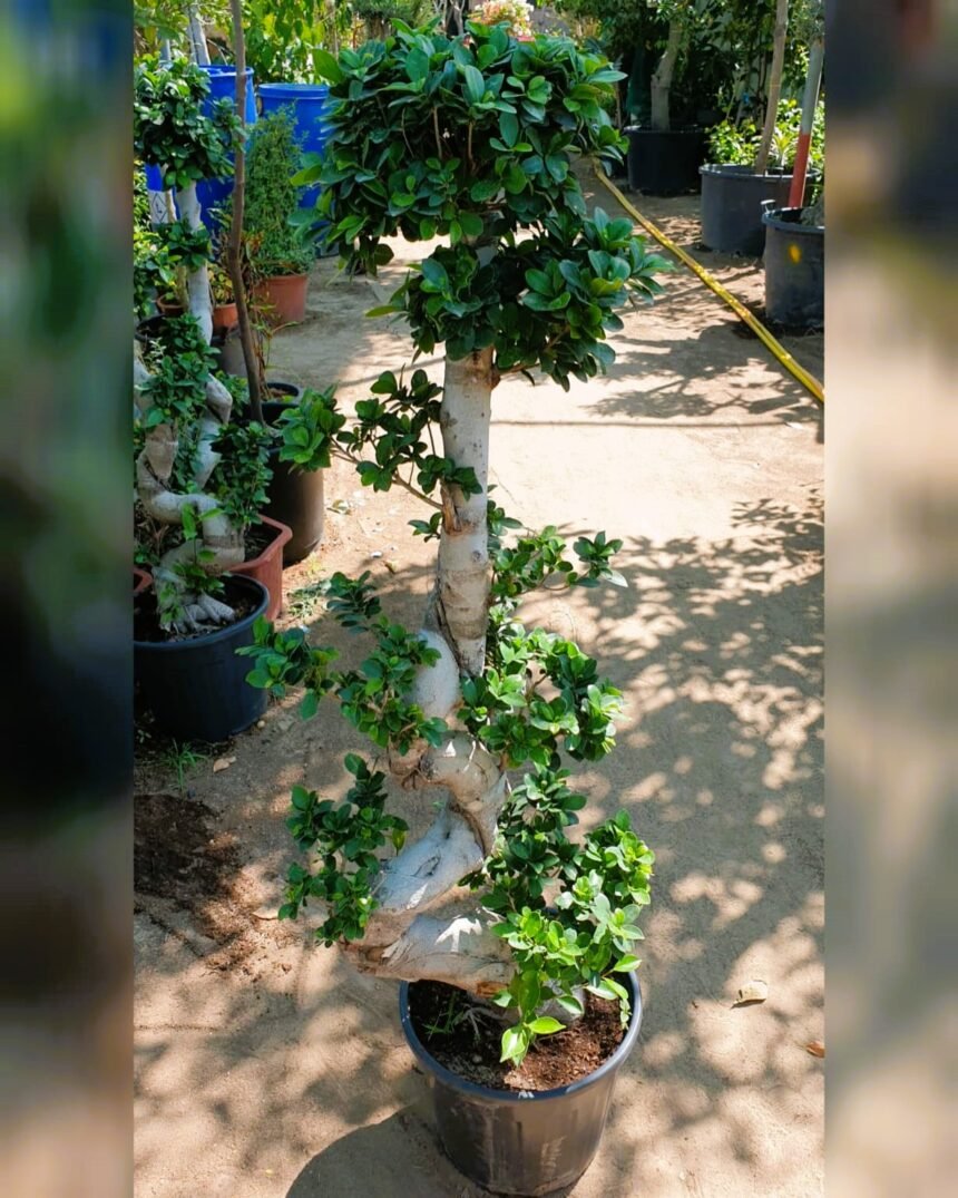 Ficus Bonsai S-Shape 130cm Height